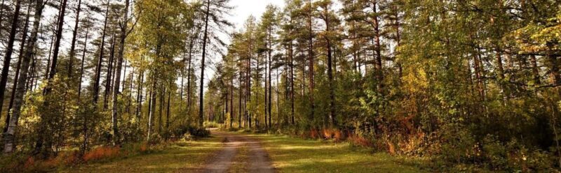 Kemi-Tornio: Husky Farm Visit with Hotel Pickup - summer - How the Tour Goes: From Pickup to Parting Ways