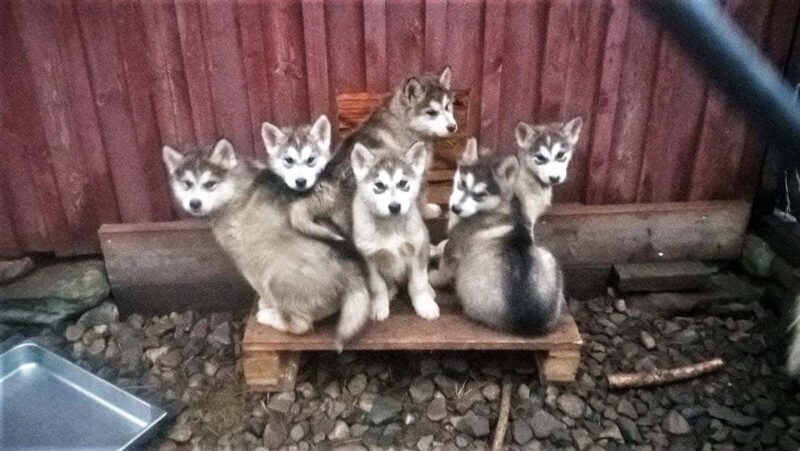 Kemi-Tornio: Husky Farm Visit with Hotel Pickup - summer - Who Should Consider This Tour?