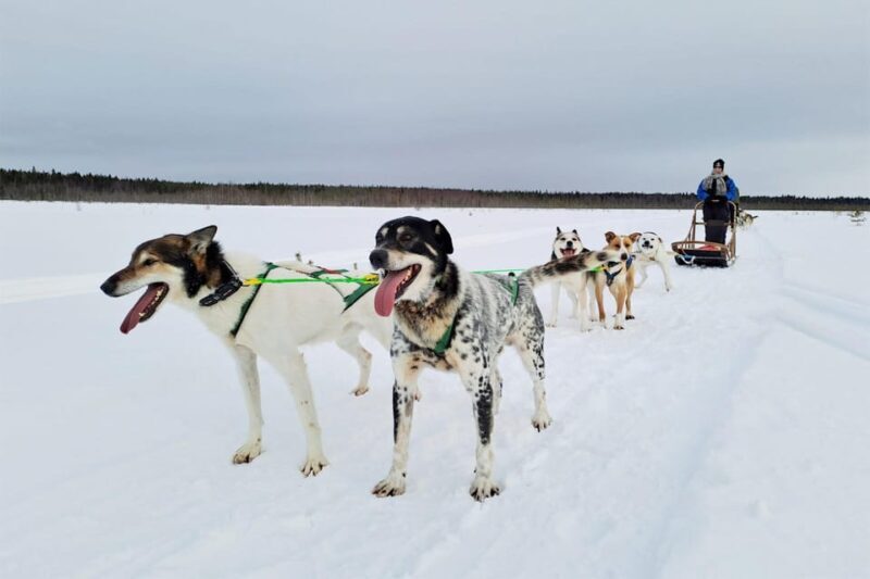 Kemi-Tornio: Husky Sled Ride with Hot Drink - What’s Included and How It Works
