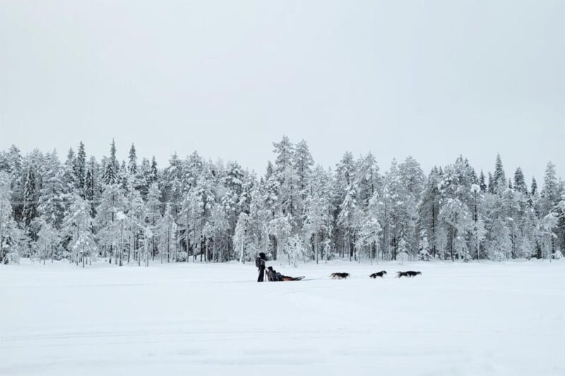 Kemi-Tornio: Husky Sled Ride with Hot Drink - Pricing and Value