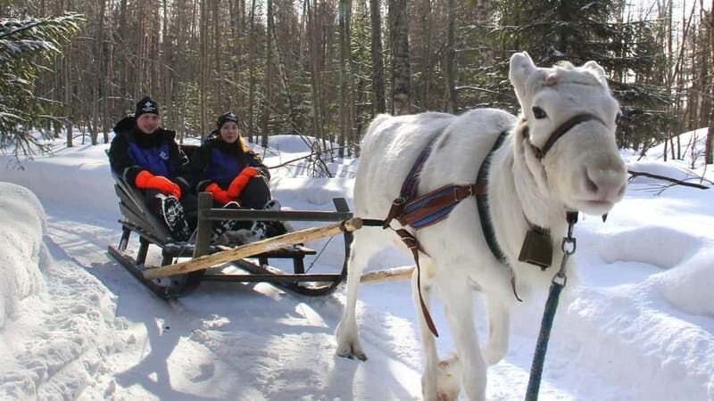 Kemi-Tornio: Reindeer farm experience - Key Points