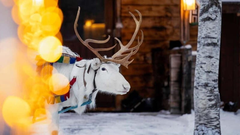 Kemi-Tornio: Reindeer farm experience - An In-Depth Look at the Reindeer Farm Experience