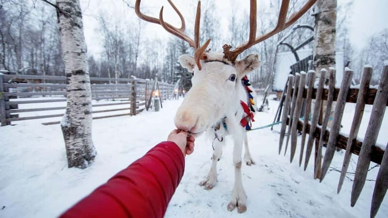 Kemi-Tornio: Reindeer farm experience - FAQs