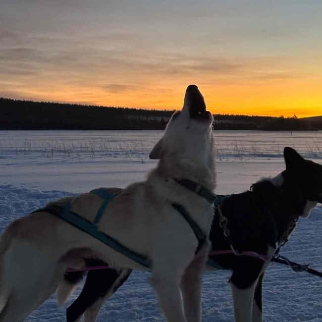 Kemijärvi: Insider 10 km Self-Drive Husky Sledding Adventure - Discovering the Husky Farm and Learning About the Dogs