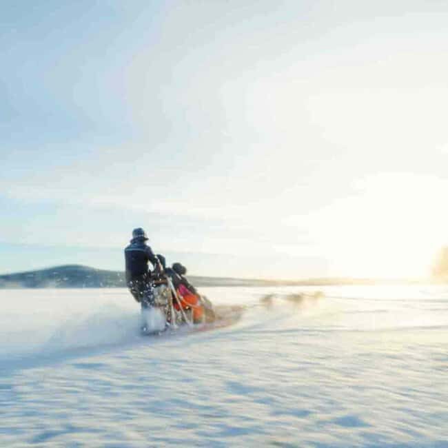 Kemijärvi: Insider Husky Self-Drive 5km Safari - Key Points