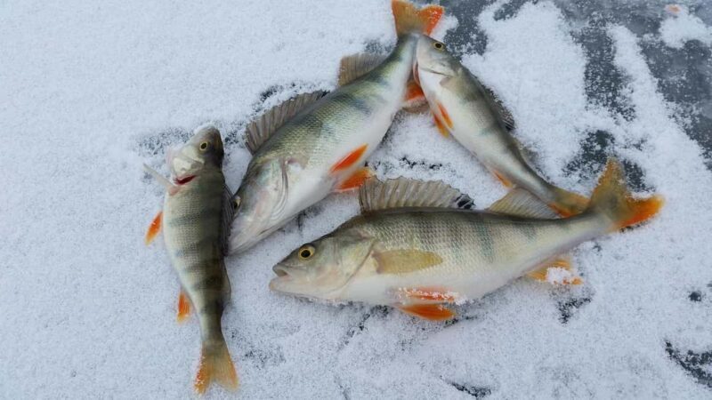 Kemijärvi: Insider Ice Fishing Experience - The Unique Value of This Tour