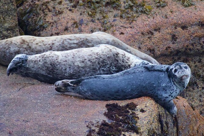 Kenai Fjords and Resurrection Bay Half-Day Wildlife Cruise - FAQ