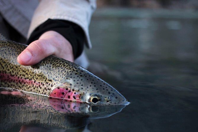 Kenai River Fishing Charter - What to Expect on the Water