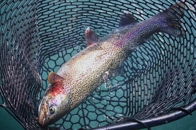 Kenai River | Rainbow Trout | Full Day Charter - FAQ