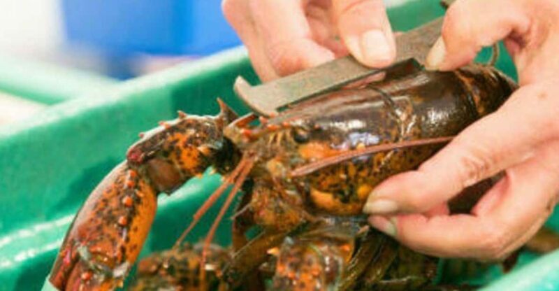 Kennebunkport, Maine: Lunchtime Culinary Walking Tour - The Experience: What You’ll Taste and Learn