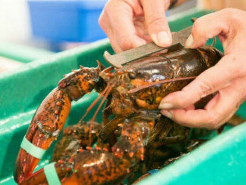Kennebunkport, Maine: Lunchtime Culinary Walking Tour - Who Will Love This Tour?