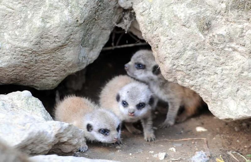 Kent: Eagle Heights Wildlife Foundation Entry Ticket - Key Points