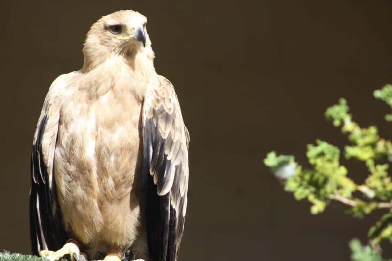 Kent: Eagle Heights Wildlife Foundation Entry Ticket - An In-Depth Look at Eagle Heights Wildlife Foundation