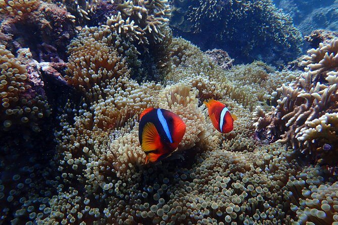 Kenting, TaiwanSnorkeling Free underwater photography One-on-one with instructorTaiwan Diving Snorkeling - Final Thoughts: Who Should Book This?