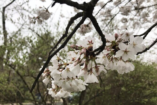 Kenwood Cherry Blossoms: Washington DC Half-Day Escape - Who Will Love This Tour