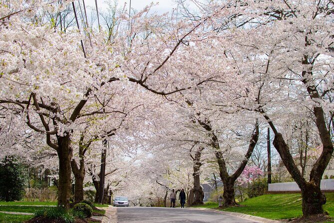 Kenwood Cherry Blossoms: Washington DC Half-Day Escape - The Sum Up