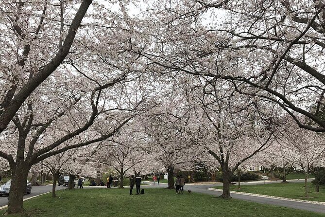 Kenwood Cherry Blossoms: Washington DC Half-Day Escape - FAQ