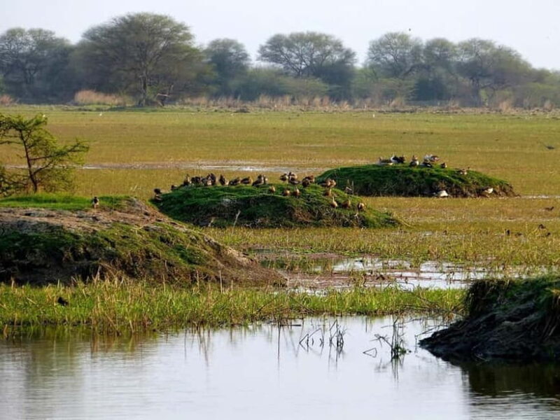Keoladeo National Park Tickets and Guided Tour - Introduction