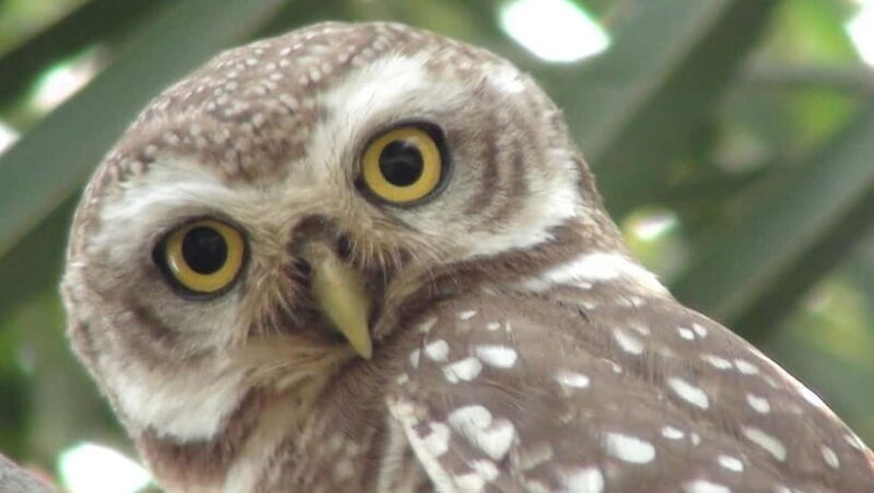 Keoladeo National Park Tickets and Guided Tour - The Sum Up: Is This Tour Worth It?