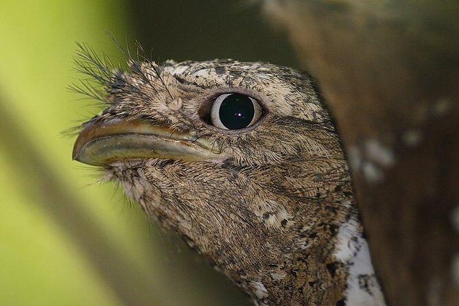 Kerala Bird Watching Tour - Exploring Kerala’s Bird Habitats in Depth