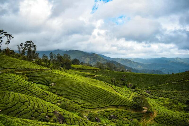 Kerala: Munnar, Thekkady, Alappuzha & Trivandrum 5-Day Trip - An In-Depth Look at the Itinerary