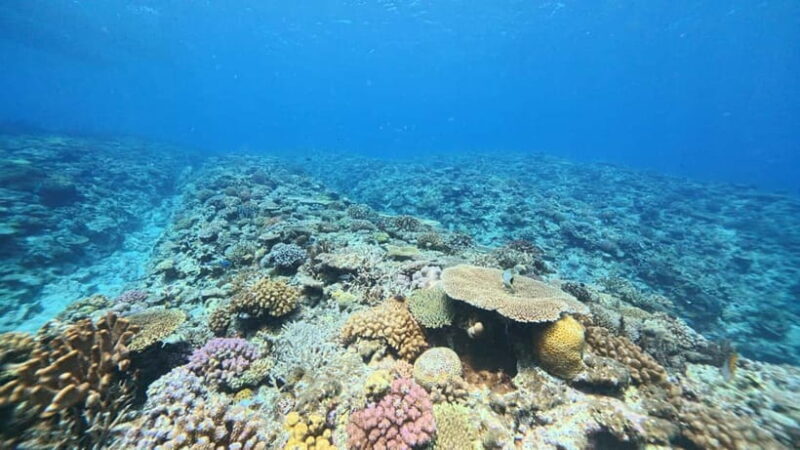 Kerama Half-Day Snorkeling Tour - An Overview of the Experience