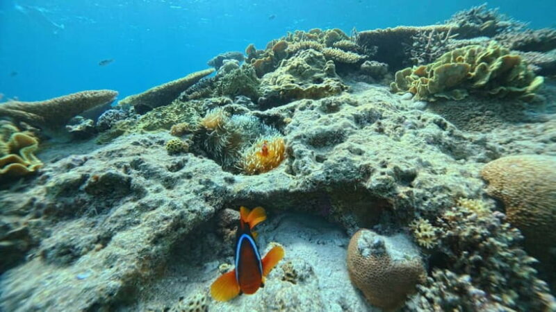 Kerama Half-Day Snorkeling Tour - FAQ