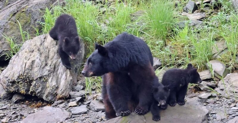 Ketchikan: Alaska Native Cultural and Scenic Shore Excursion - The Quality and Value