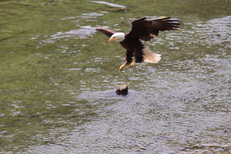 Ketchikan: Alaska Native Cultural and Scenic Shore Excursion - The Experience of Wildlife and Cultural Education