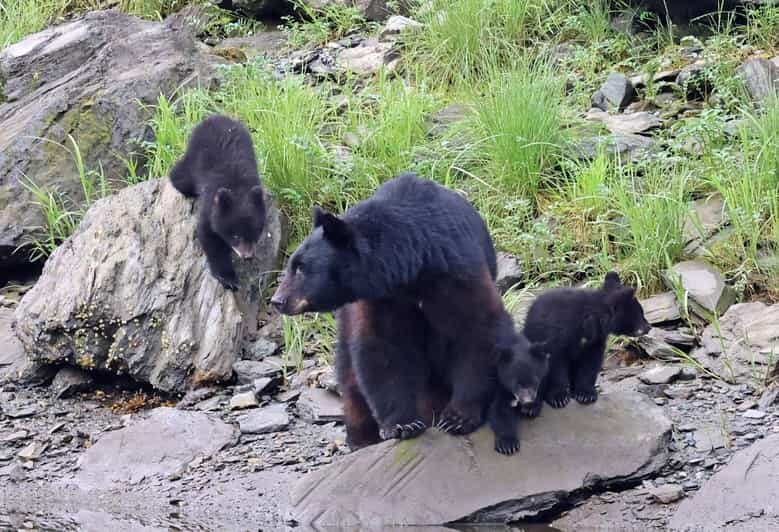 Ketchikan: Alaska Native Cultural and Scenic Shore Excursion - Who Would Enjoy This Tour Most?