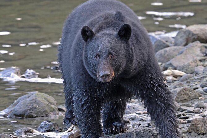 Ketchikan Alaska private tour - The Full Depth of the Ketchikan Private Tour Experience