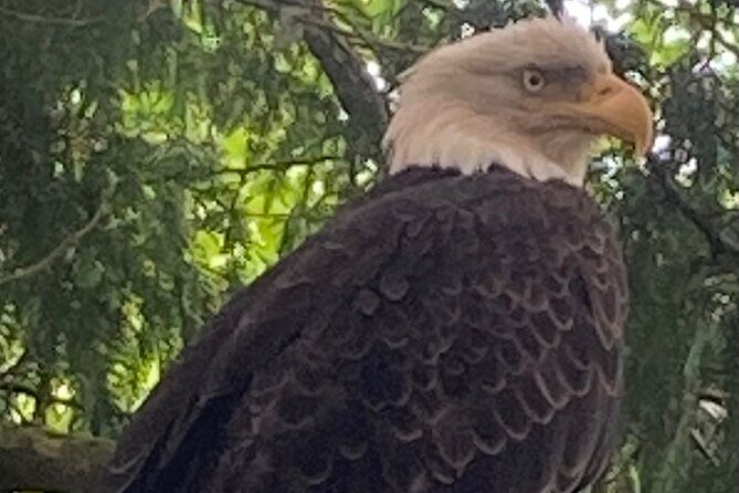 Ketchikan Alaska private tour - Final Thoughts: Is This Tour for You?