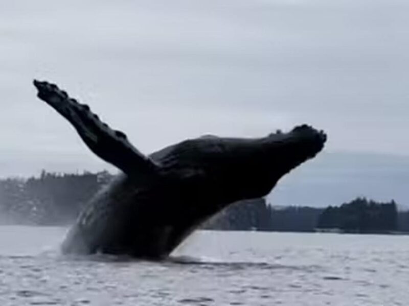 Ketchikan: Kayak Eco-Tour - A Detailed Look at the Ketchikan Kayak Eco-Tour