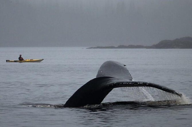 Ketchikan Kayak Eco-Tour - The Rich Intertidal Zone and Wildlife Encounters