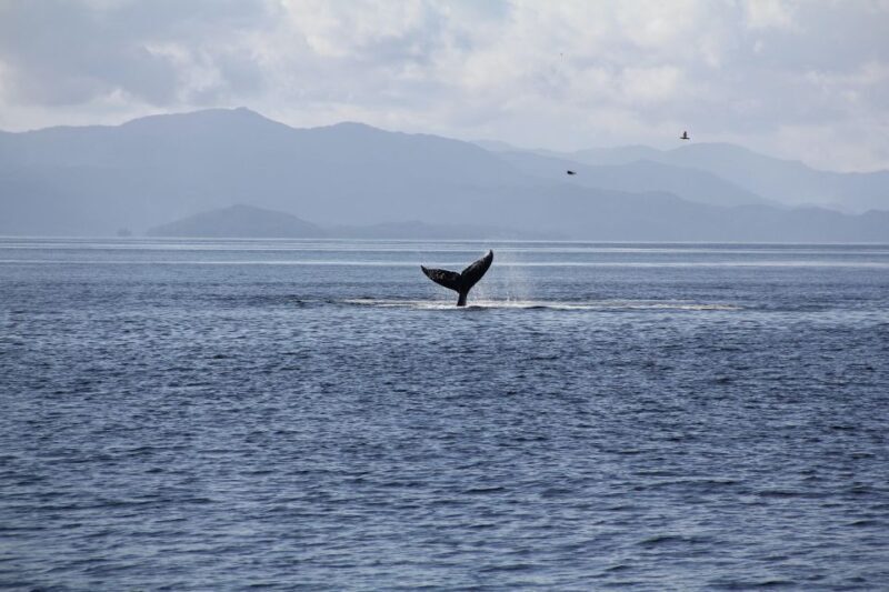 Ketchikan: Lighthouse, Totems & Eagles Excursion - FAQ