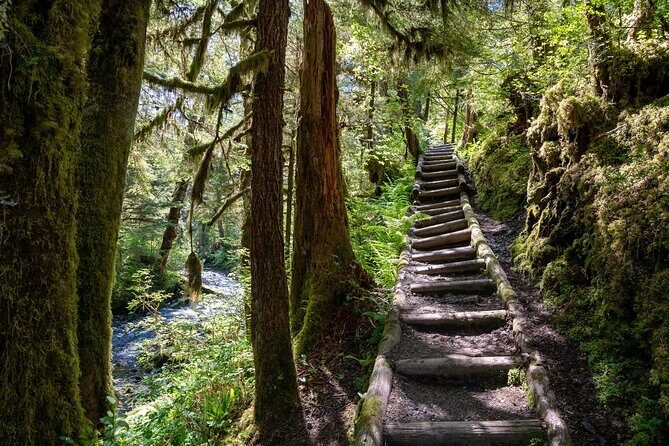 Ketchikan Magical Old-Growth Creek Trek Guided Tour - An In-Depth Look at the Experience