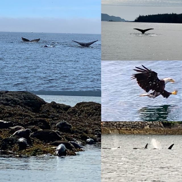 Ketchikan: Marine Wildlife and Whale Watching Boat Tour - The Price and Its Value