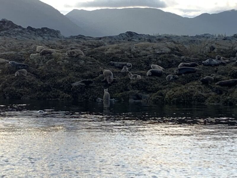 Ketchikan: Marine Wildlife and Whale Watching Boat Tour - Who Should Consider This Tour