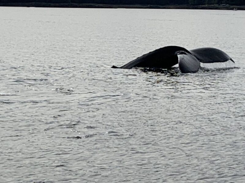 Ketchikan: Marine Wildlife and Whale Watching Boat Tour - An Authentic Look at the Experience