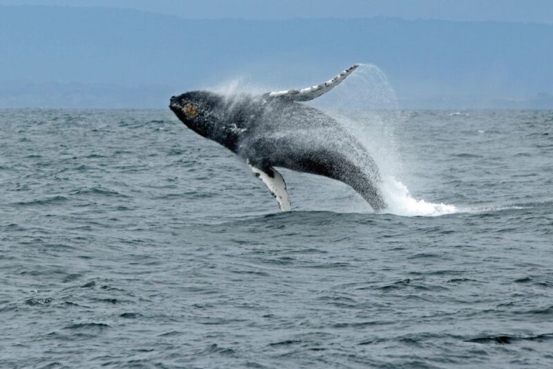 Ketchikan: Marine Wildlife and Whale Watching Boat Tour - FAQs