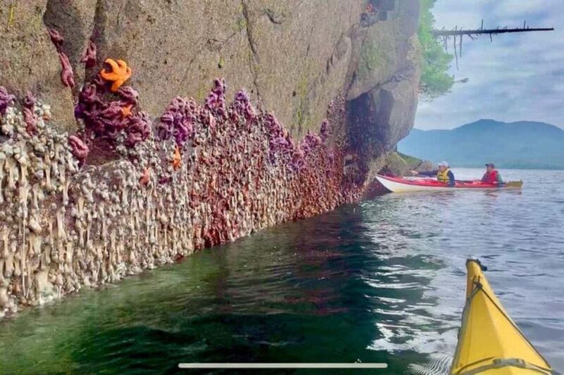 Ketchikan: Orca Cove Fast Boat and Sea Kayak Tour - Practical details and considerations