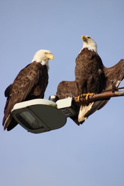 Ketchikan Photo Safari - Final Thoughts: Is the Ketchikan Photo Safari for You?