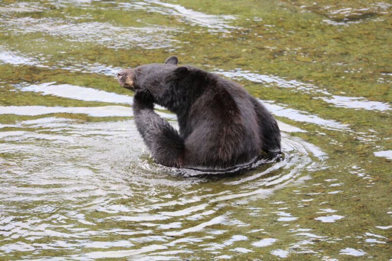 Ketchikan: Potlatch Park, City and Wildlife Private Van Tour - A Close Look at the Itinerary and Experience