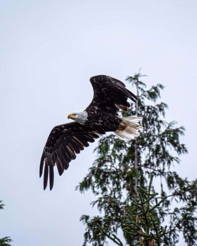 Ketchikan: Private Customizable Boat Tour with Captain Jack - Exploring Ketchikan from the Water: A Personal Perspective