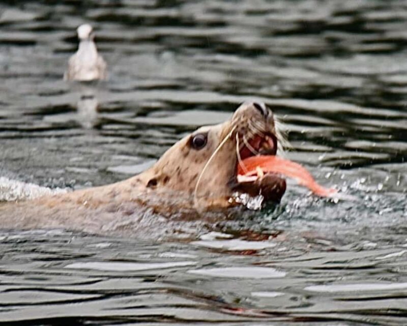 Ketchikan: Private Customizable Boat Tour with Captain Jack - FAQ