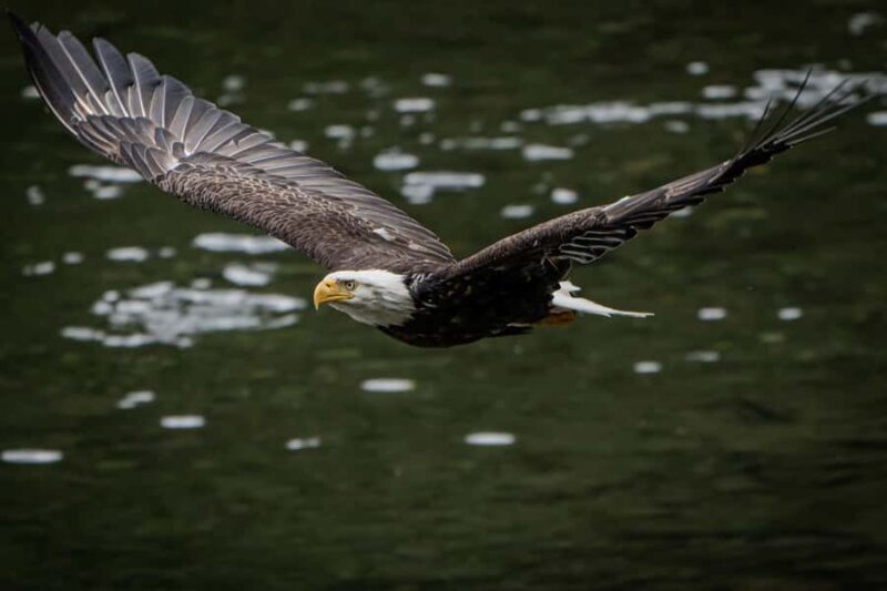 Ketchikan: Private Tours suitable for all ages! - Final Thoughts