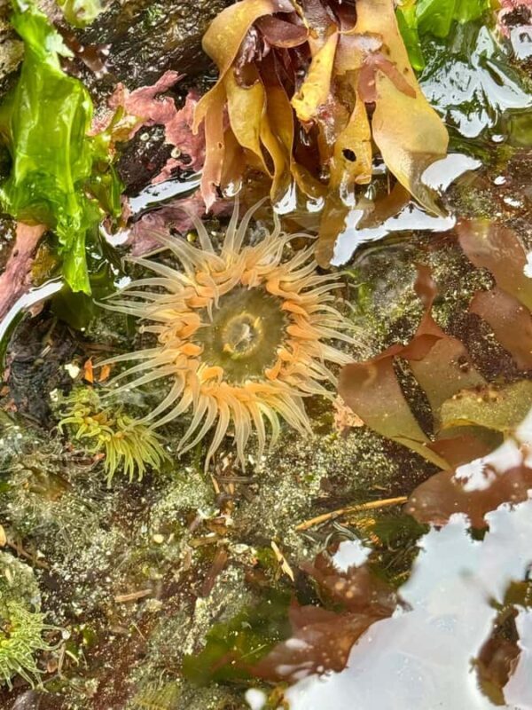 Ketchikan: Private Tours suitable for all ages! - FAQs