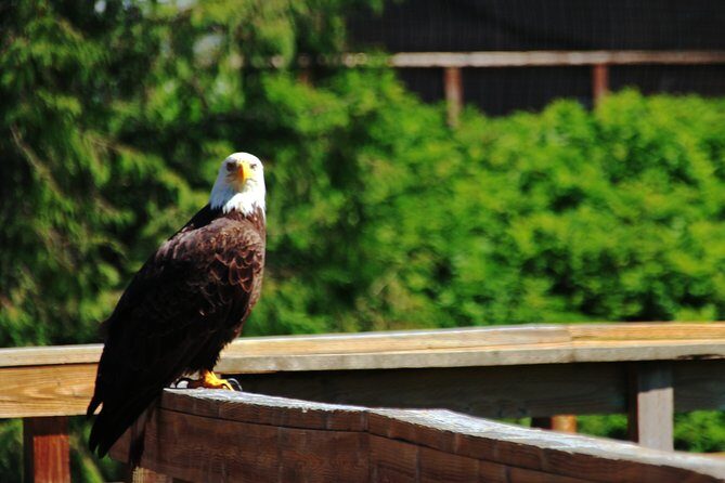 Ketchikan Rainforest Sanctuary and Totem Park - What You Can Expect from the Tour