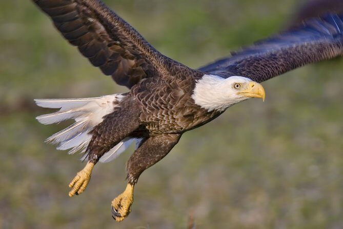 Ketchikan Rainforest Sanctuary and Totem Park - The Value of This Tour