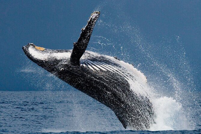 Ketchikan Ultimate Whale Watching, Wildlife, & Wilderness Dining - Introduction: An Unforgettable Marine Adventure in Style